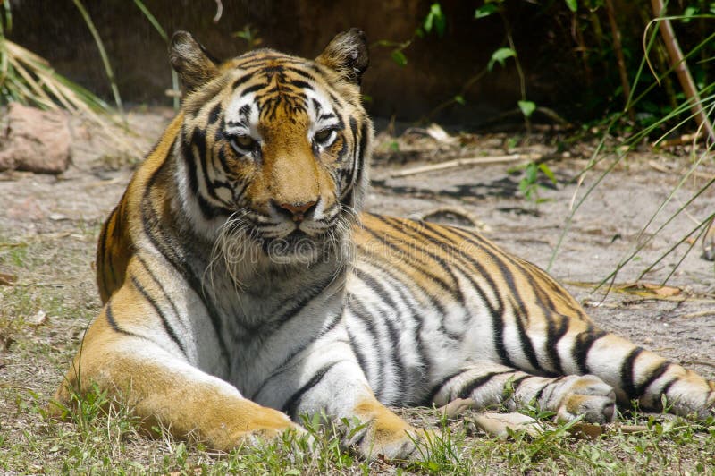 Tiger relaxing stock image. Image of kingdom, world, orlando - 19920711