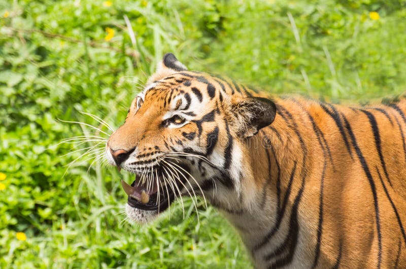 Tiger Relaxing Action in Nature Stock Photo - Image of expression ...