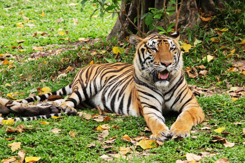 Tiger Relaxing and Laying Down Stock Photo - Image of fearsome, selvage ...