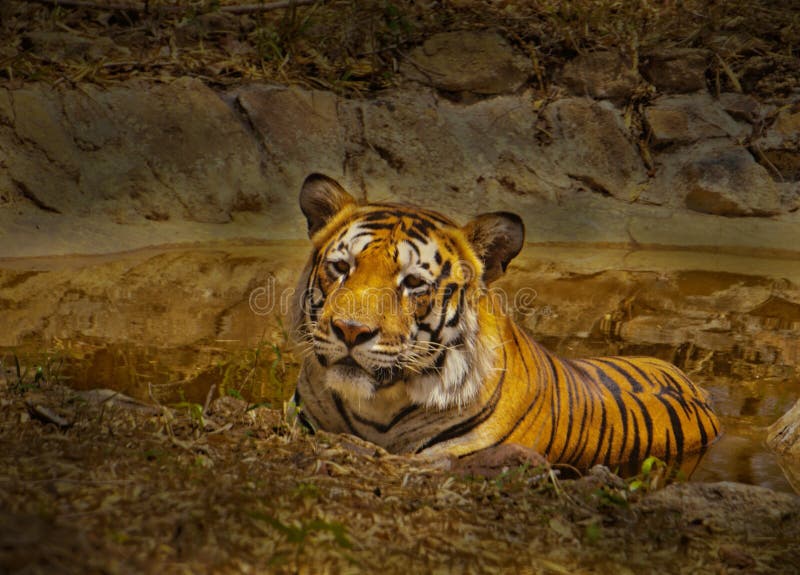 Tiger Relaxing in a Pond stock image. Image of bengaltiger - 188580575