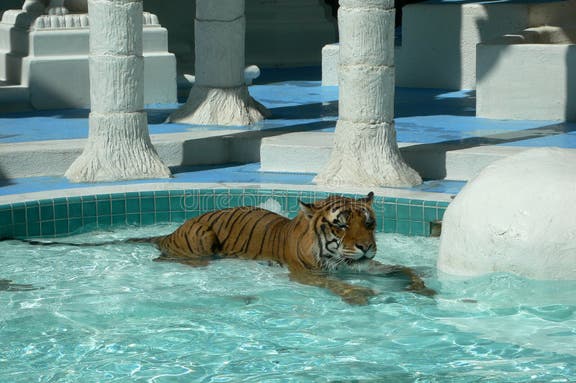 Tiger relaxing in pool editorial photography. Image of tiger - 1590857