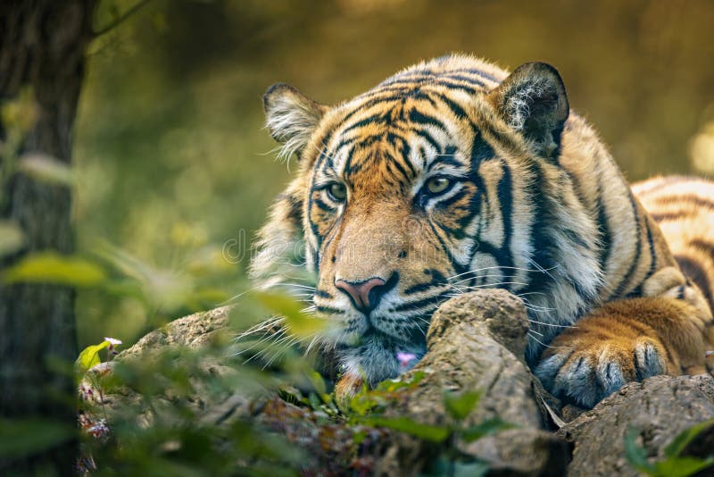 Tiger Relaxing on Rocks Near Trees Stock Image - Image of stripes ...