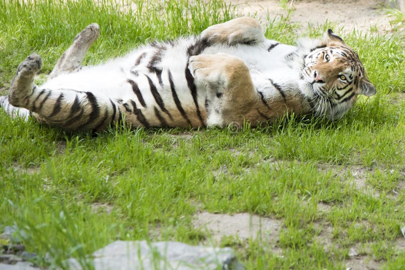 Tiger relaxing stock image. Image of staring, laying - 93476601