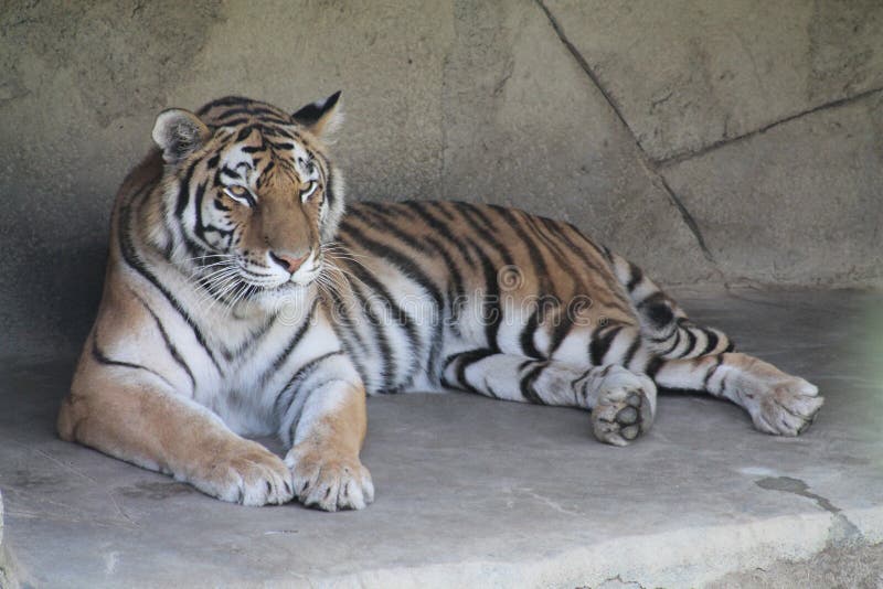 Tiger relaxing in the sun stock image. Image of still - 57239311