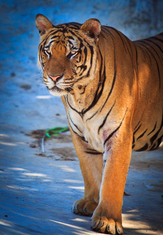 Tiger stock image. Image of habitat, eyes, panthera, flora - 33378455