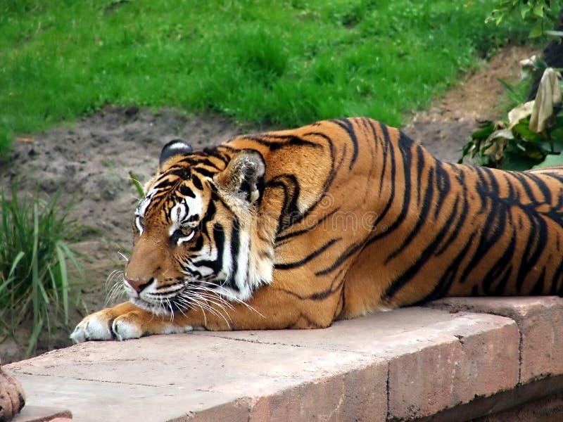 Tiger at rest stock image. Image of large, wildlife, animal - 546195