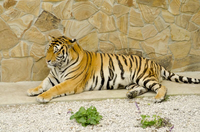 Tiger on the rest stock photo. Image of cats, tiger, dinner - 58981102