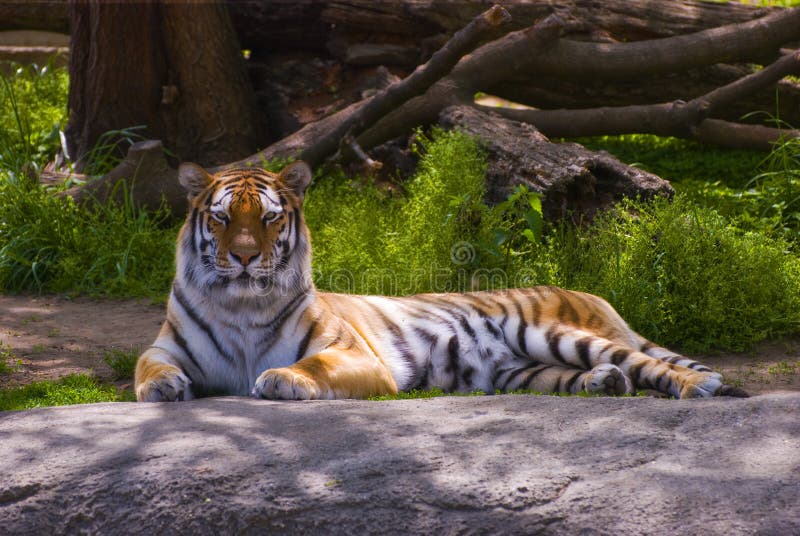 Tiger resting stock photo. Image of hunter, carnivore - 14859916