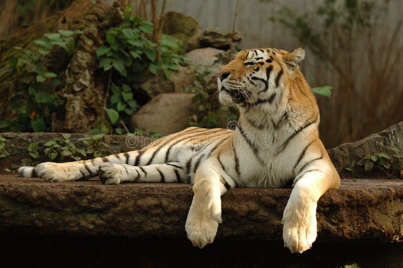 Tiger resting stock image. Image of king, female, hair - 1838437