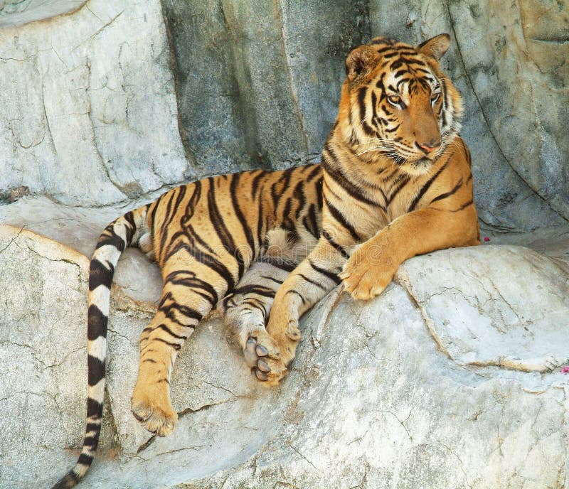 Tiger resting stock photo. Image of stripes, tiger, panthera - 4094390