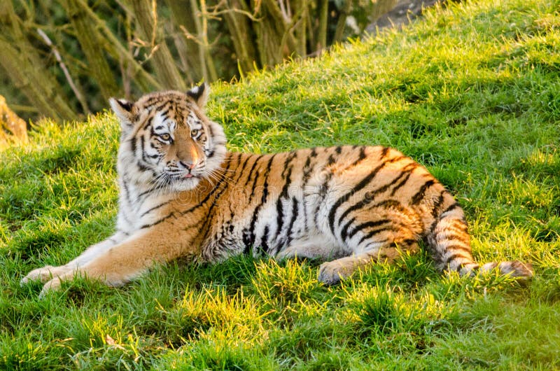 Tiger Resting 1 stock photo. Image of tigris, resting - 83539992