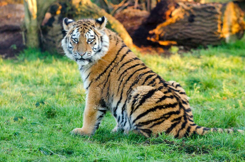 Tiger Resting 2 stock photo. Image of mammal, animal - 83541184