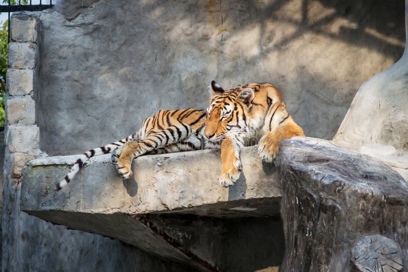 Tiger Resting on a Concrete Slab Stock Photo - Image of slab, concrete ...
