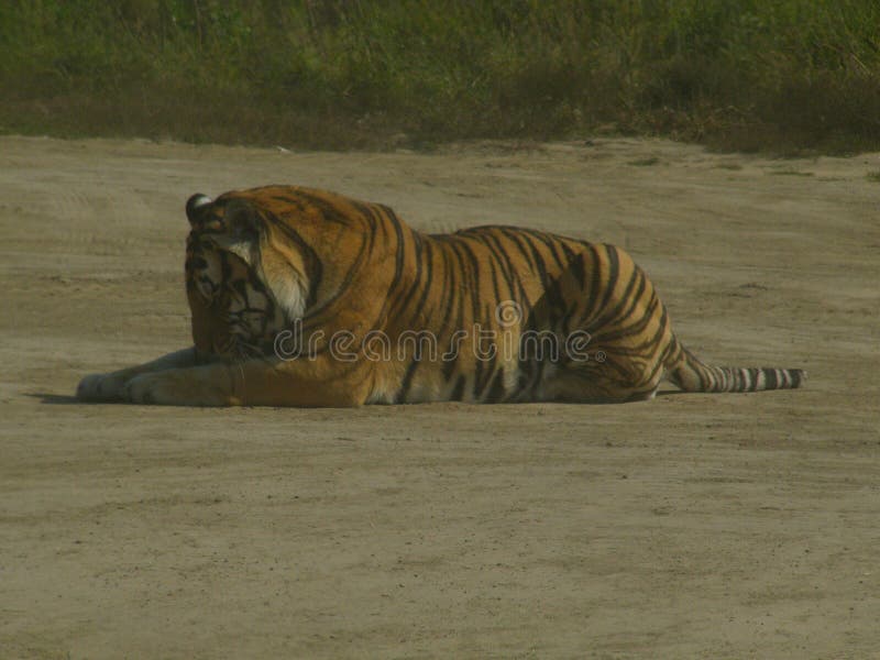 The Tiger is Resting on Freedom Stock Image - Image of jungle ...