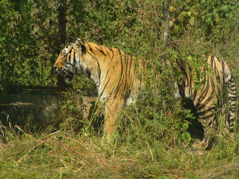 The Tiger is Resting on Freedom Stock Photo - Image of beautiful ...