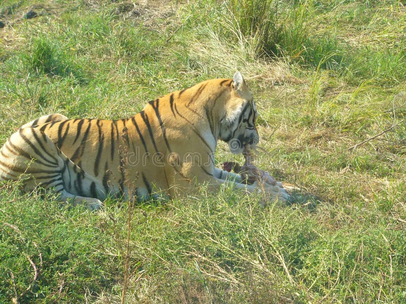 The Tiger is Resting on Freedom Stock Image - Image of siberian, jungle ...