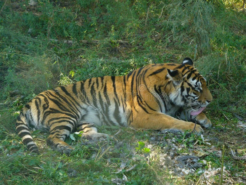 The Tiger is Resting on Freedom Stock Photo - Image of grass, beast ...