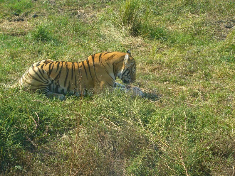 The Tiger is Resting on Freedom Stock Image - Image of carnivore ...