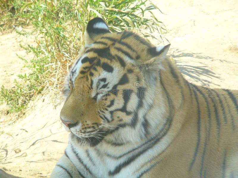 The Tiger is Resting on Freedom Stock Photo - Image of black, jungle ...