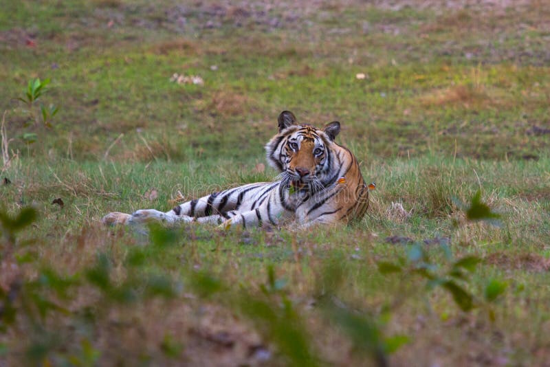Wild Bengal Tiger Resting on Green Grass in the Jungle Stock Photo ...