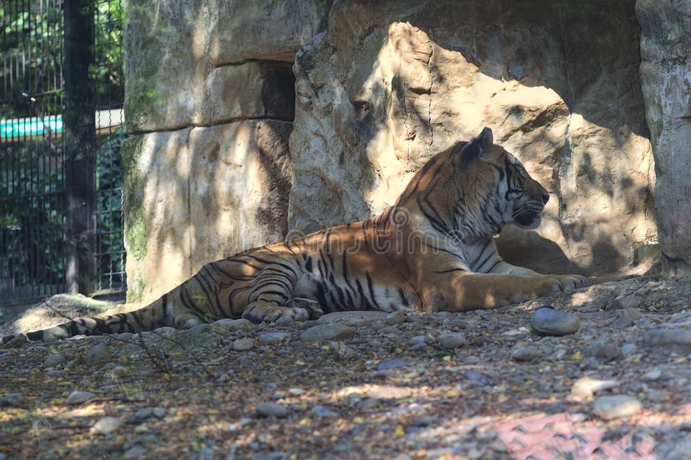 Tiger Resting on the Ground Stock Photo - Image of angry, ground: 340351302