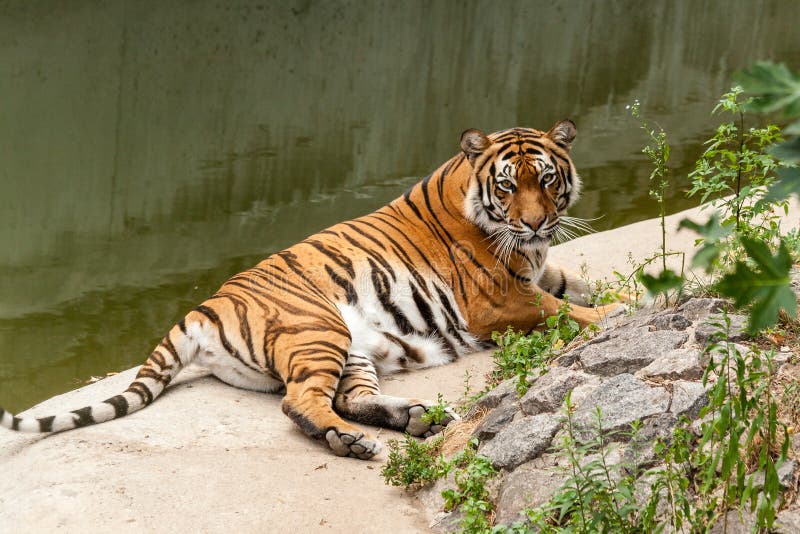 Tiger Resting in the Nature Near the Water Stock Photo - Image of ...