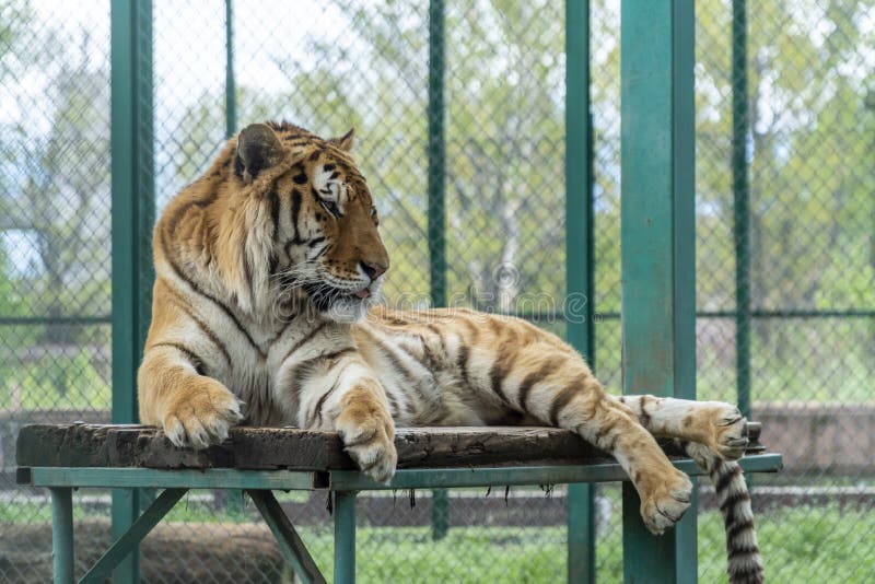 Tiger Resting on a Wooden Platform Stock Photo - Image of feline ...