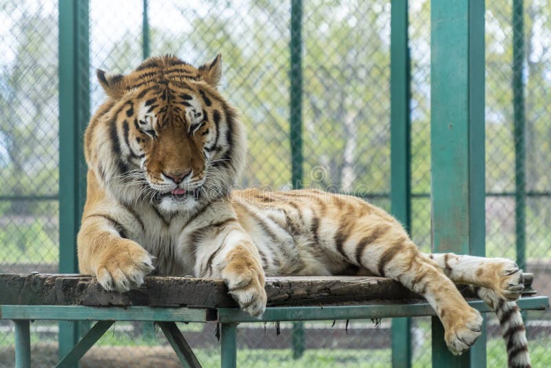 Tiger Resting on a Wooden Platform Stock Photo - Image of grass, mouth ...