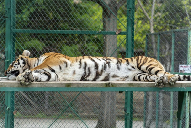 Tiger Resting on a Wooden Platform Stock Photo - Image of feline ...