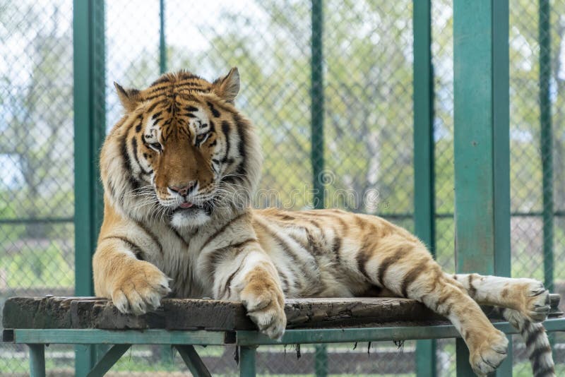 Tiger Resting on a Wooden Platform Stock Image - Image of laying ...