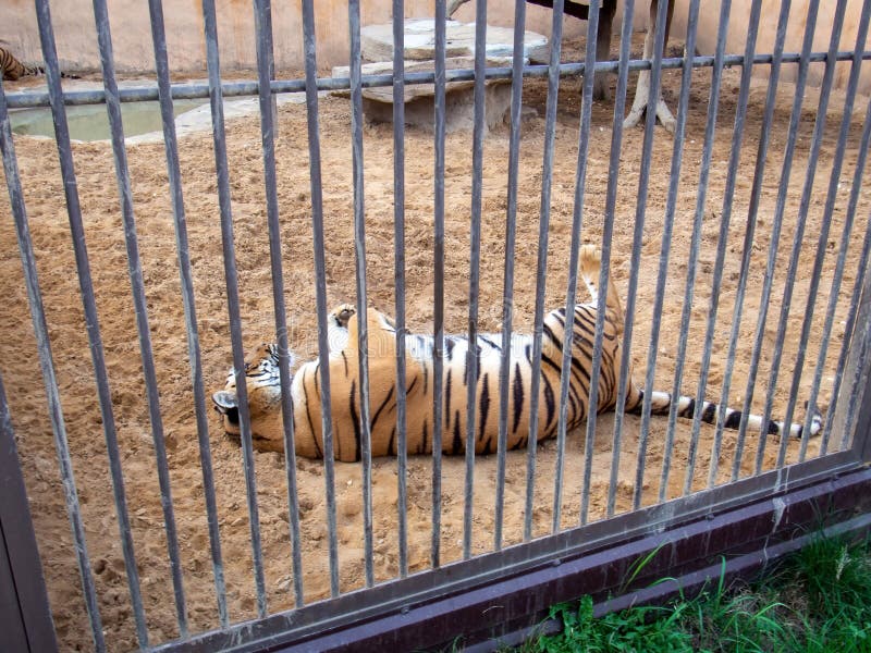 Tiger Rests on the Sand in the Zoo Stock Image - Image of water, nature ...