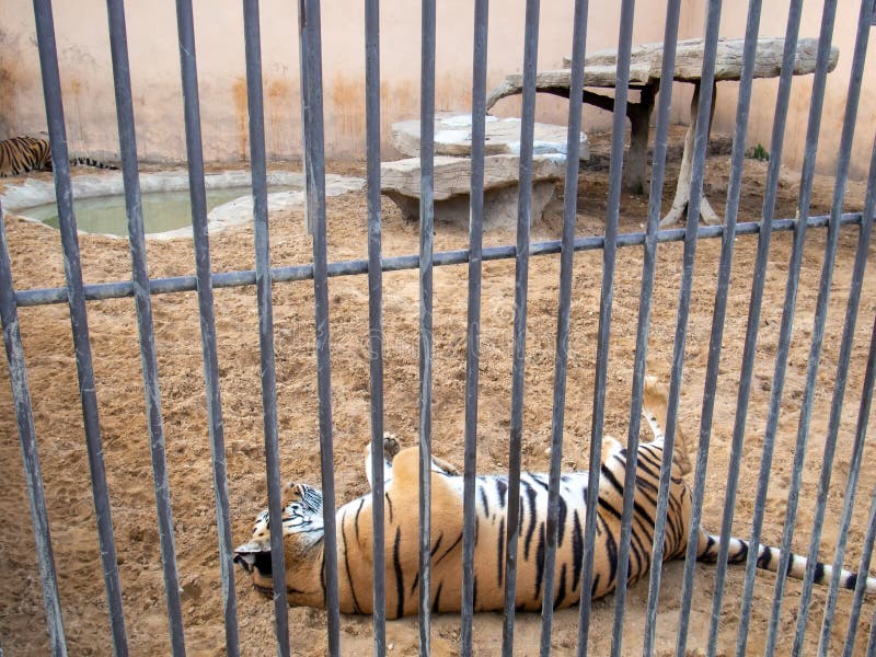 Tiger Rests on the Sand in the Zoo Stock Image - Image of beautiful ...