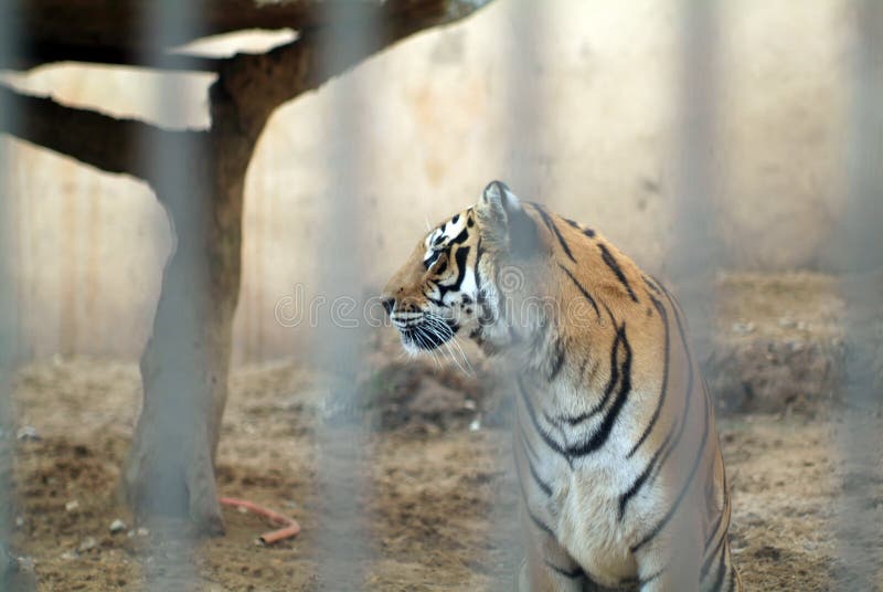 Tiger Rests on the Sand in the Zoo Stock Image - Image of face ...