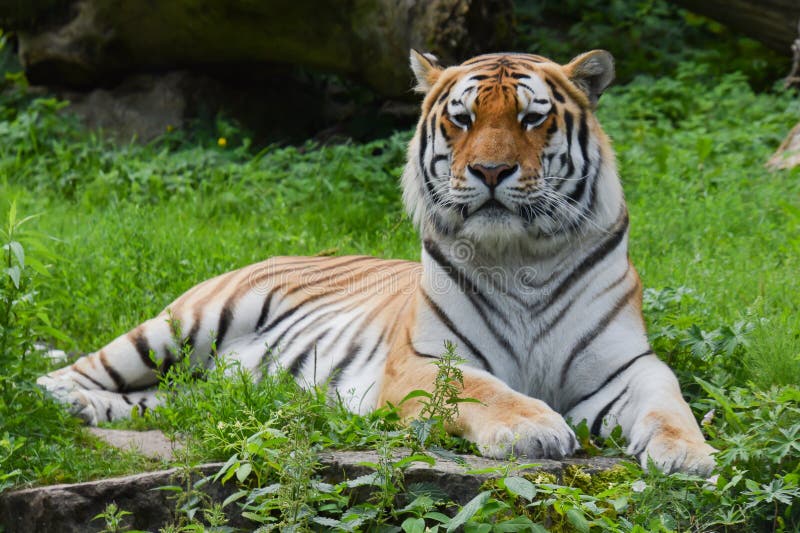 Tiger in Riga Zoo is Posing Editorial Image - Image of carnivore ...