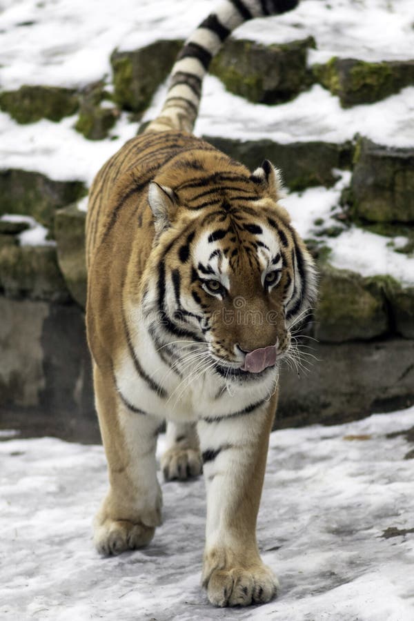 Tiger in Riga Zoo stock image. Image of shot, monochrome - 270320015