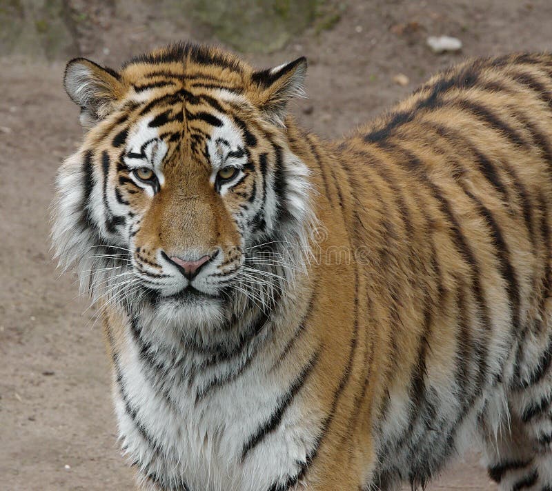 Tiger from right side stock image. Image of animal, stripes - 94955419