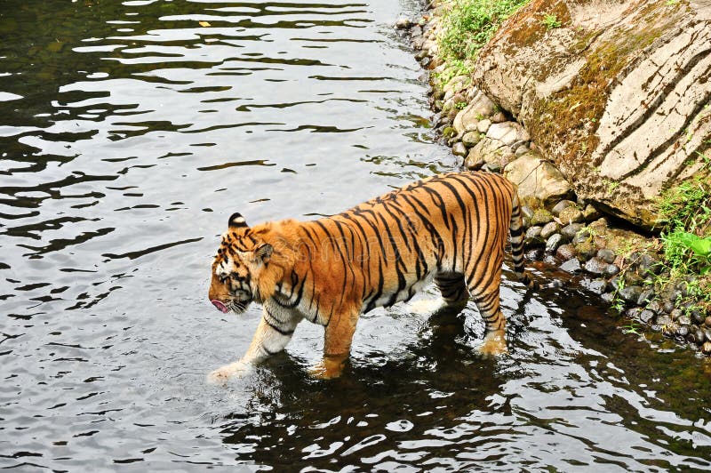 Tiger in river stock image. Image of water, safari, animal - 21570729