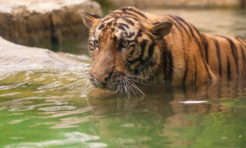 Tiger in river stock image. Image of hunt, stalking, attack - 25797803