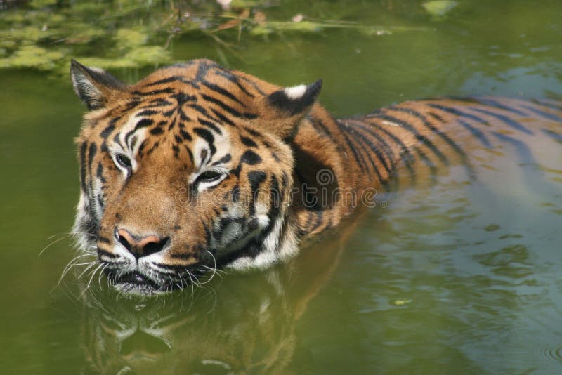 Tiger in a river stock photo. Image of predator, bengal - 26322144