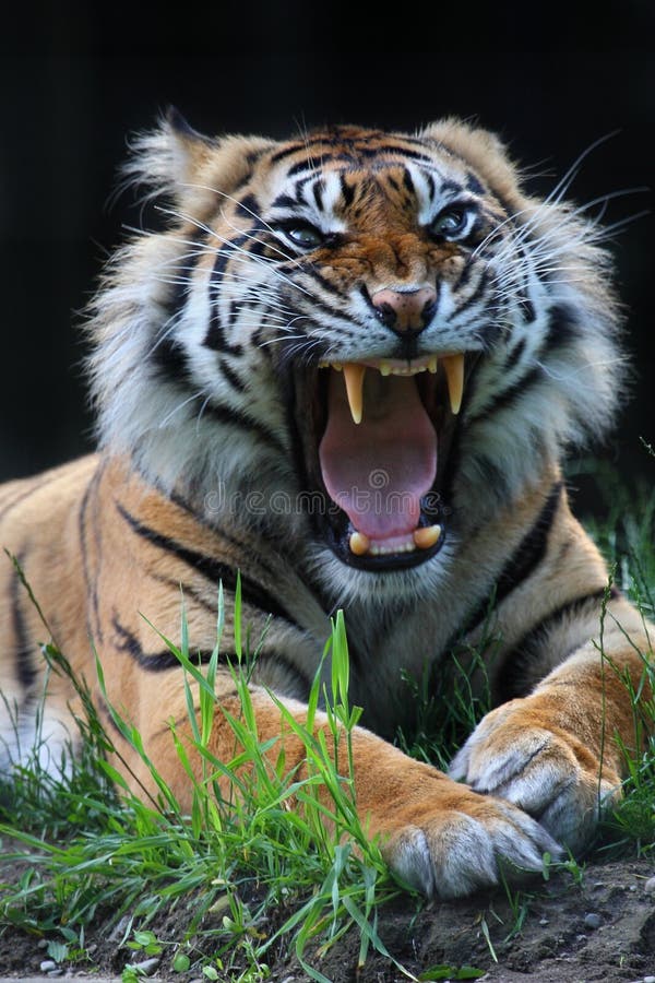 Tiger roar stock photo. Image of mouth, hunting, open - 47068492