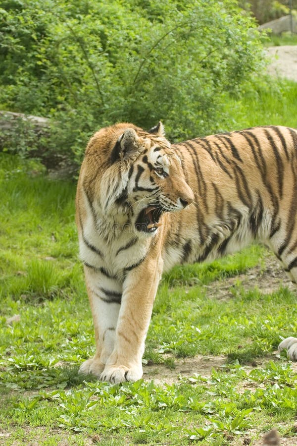 Tiger Roaring stock image. Image of ferocious, tiger, jungle - 1281775