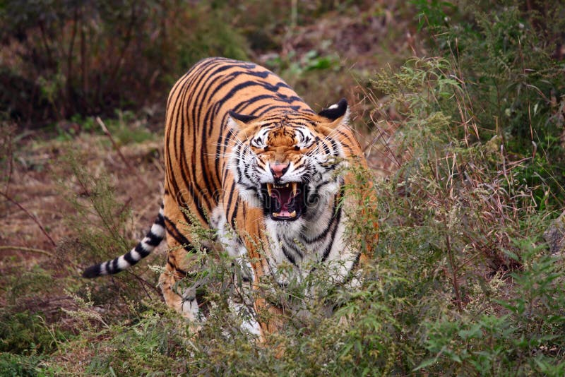 2,592 Tiger Roaring Photos - Free & Royalty-Free Stock Photos from ...