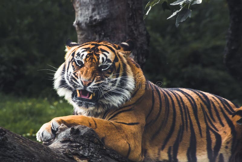 Tiger Roaring Front View Stock Photos - Free & Royalty-Free Stock ...