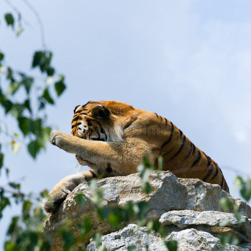 Tiger on the rock stock photo. Image of carnivore, animals - 17707470