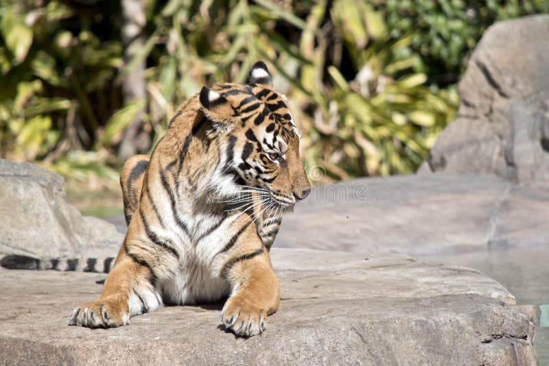 The tiger on the rock stock photo. Image of wildlife - 19840904