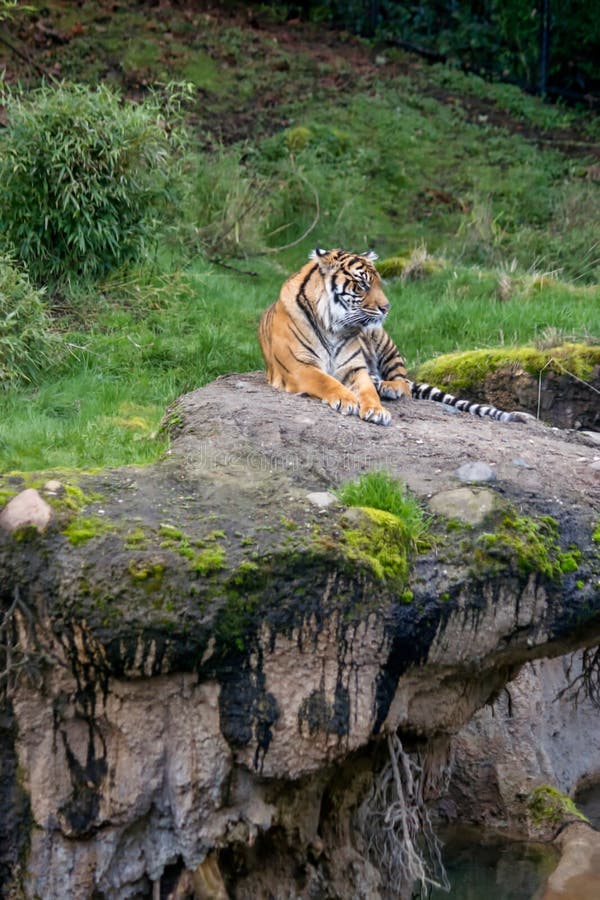 Tiger on a rock cliff stock photo. Image of habitat - 111712760