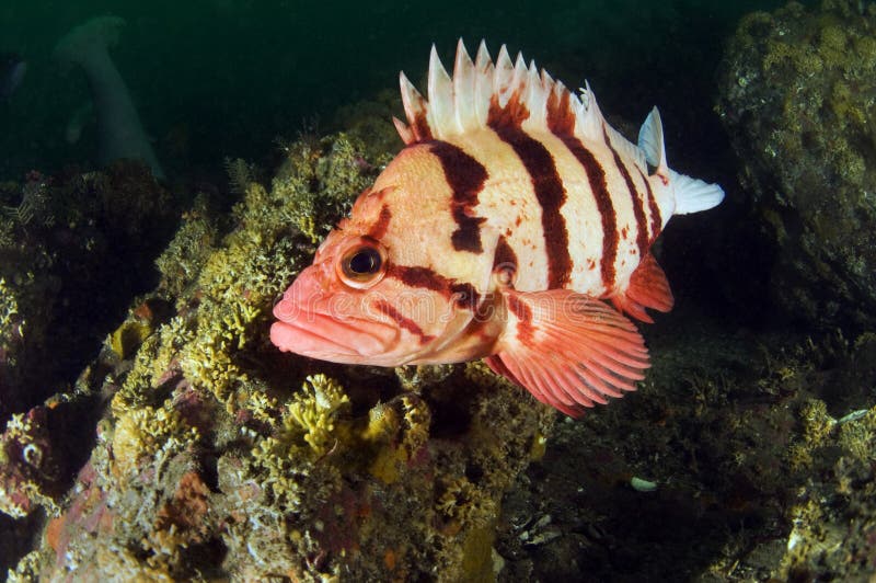 Tiger Rock Fish stock image. Image of underwater, ocean - 9145003