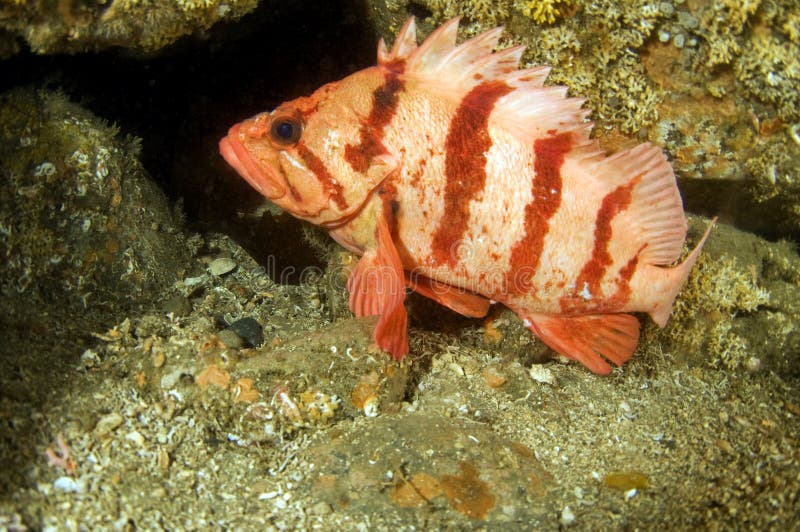 Tiger Rock Fish 2 stock photo. Image of species, fish - 9145026