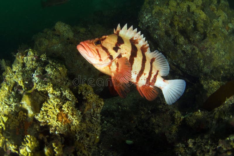 Tiger Rock Fish stock image. Image of underwater, ocean - 9145003