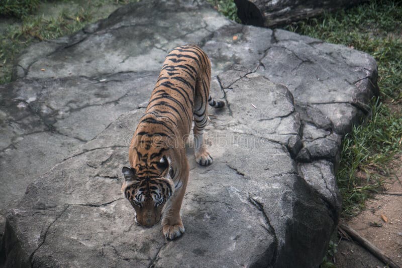 Tiger on the Rock stock image. Image of orange, beauty - 134799607